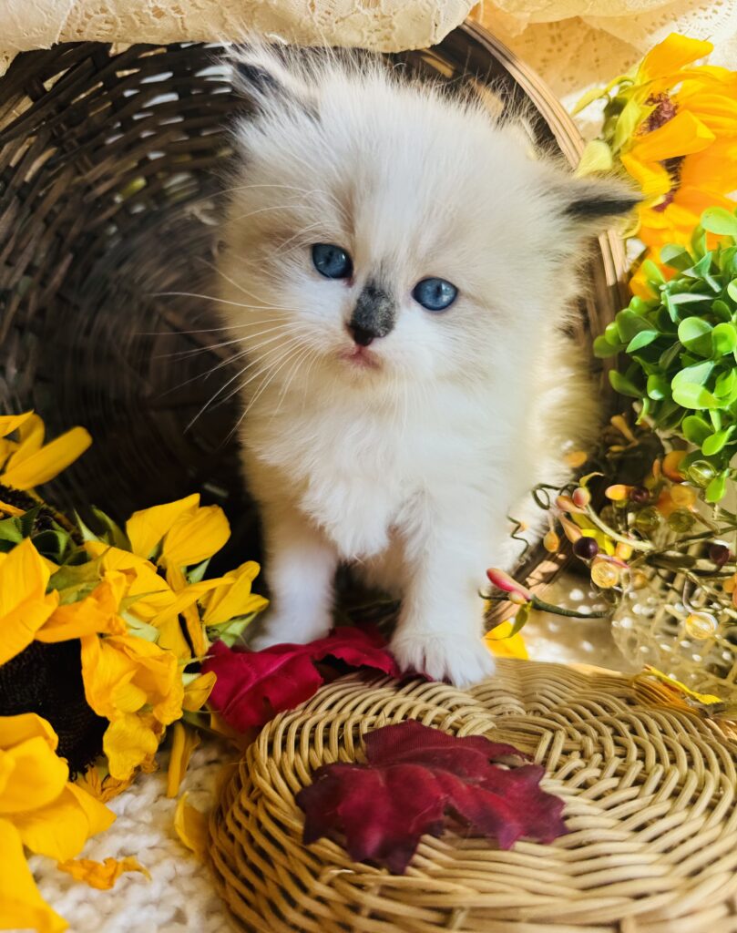 Home page - Central Iowa Ragdolls and Ragamuffins