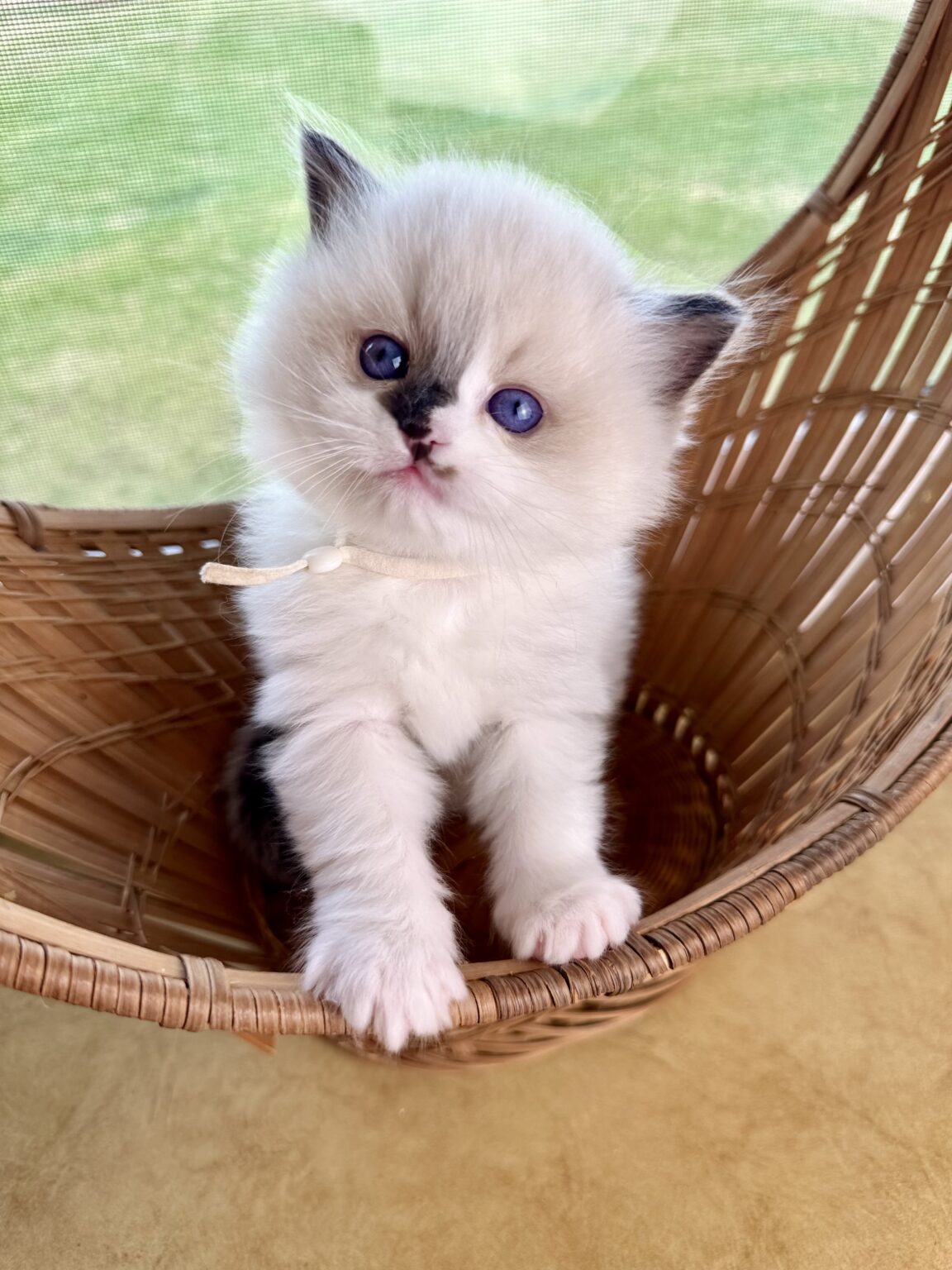 Home page - Central Iowa Ragdolls and Ragamuffins