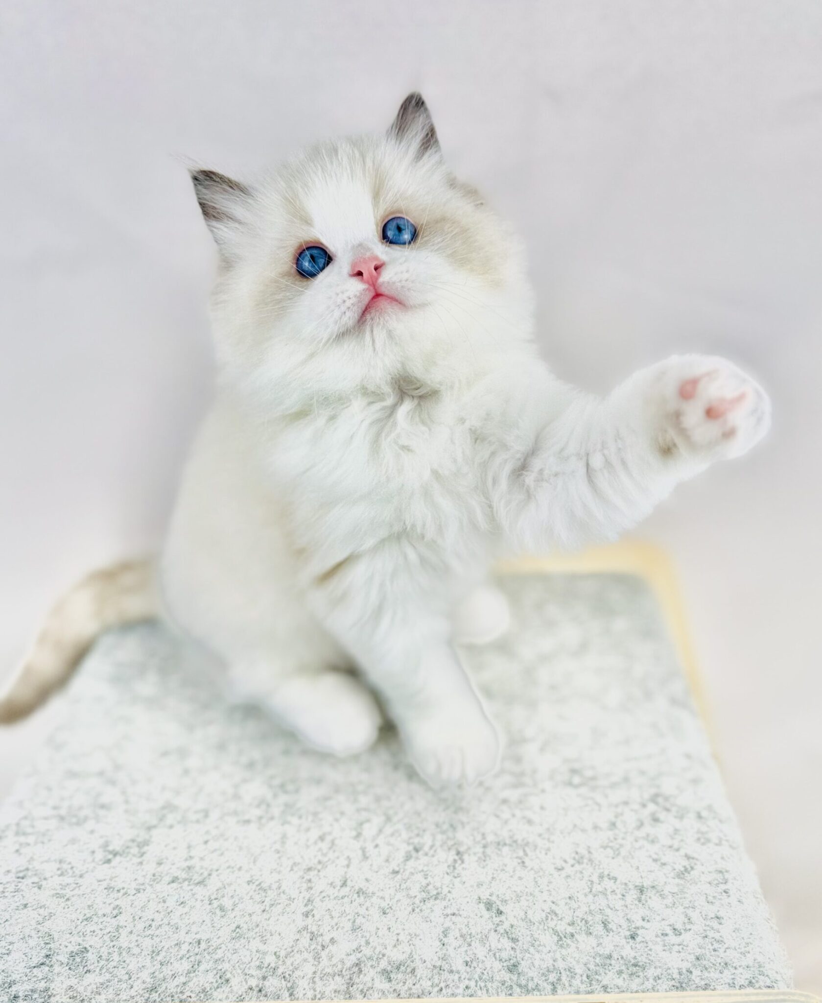 Home page - Central Iowa Ragdolls and Ragamuffins