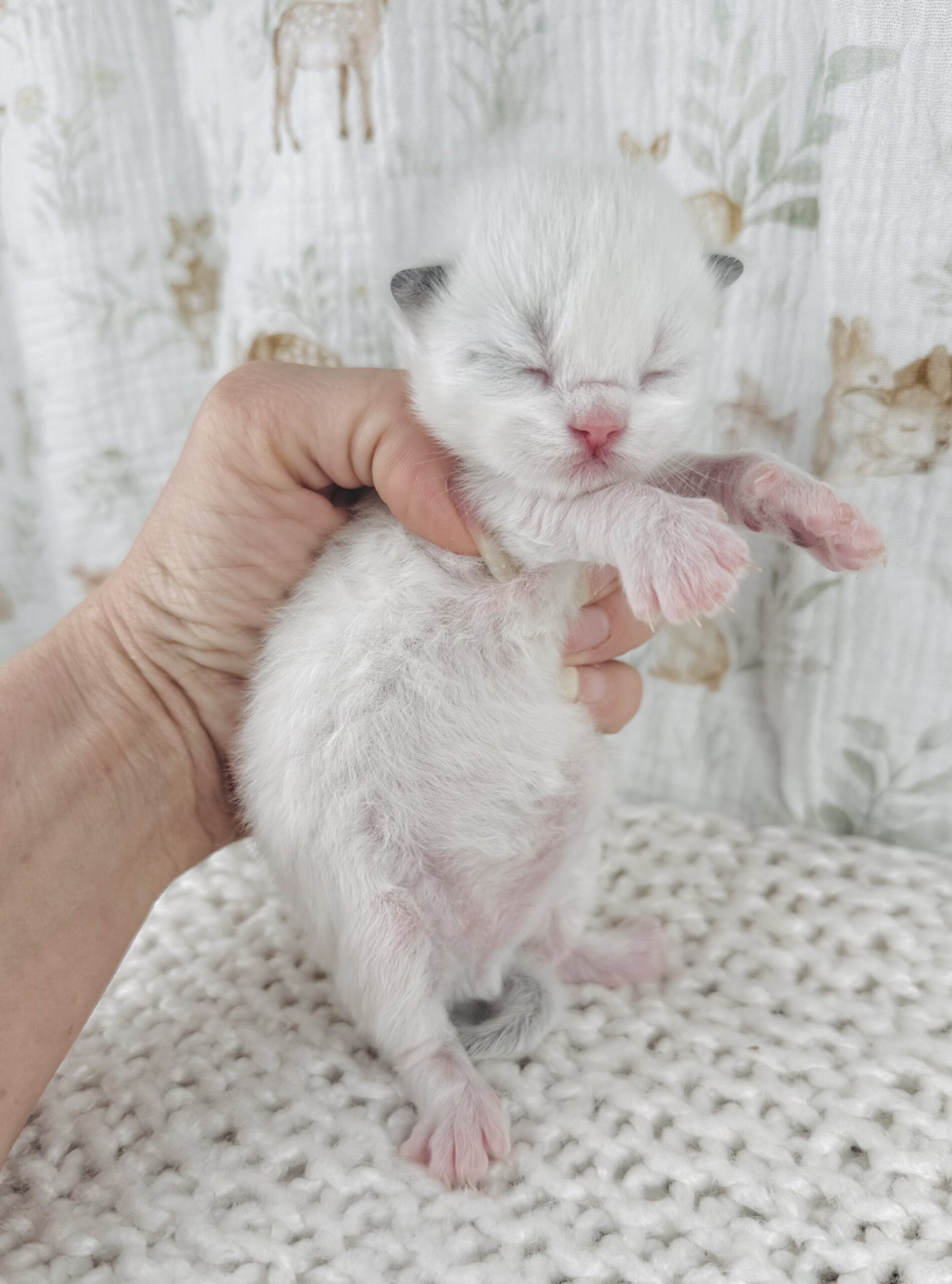 Home page - Central Iowa Ragdolls and Ragamuffins